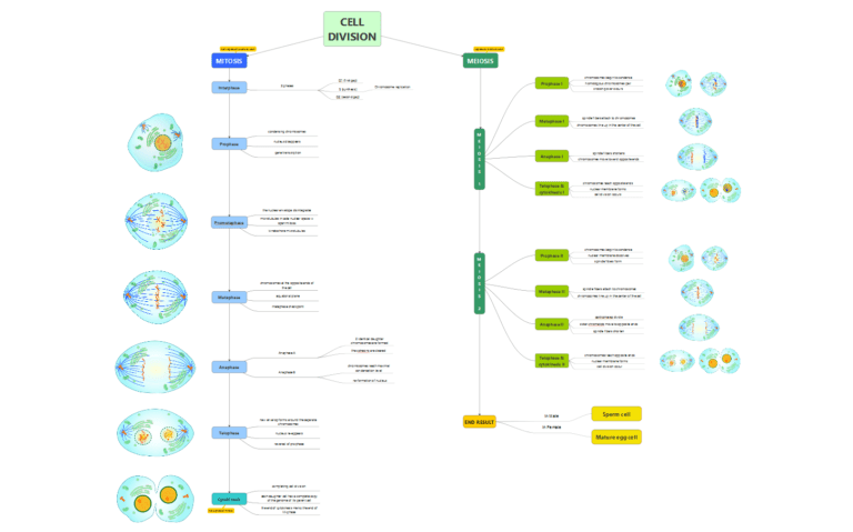 Cell Division Mind Map - iMindQ
